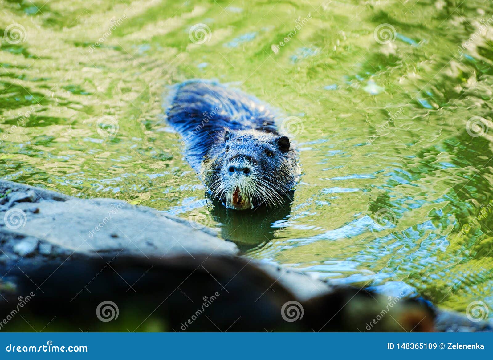 Nutria in river habitat stock image. Image of natural - 148365109