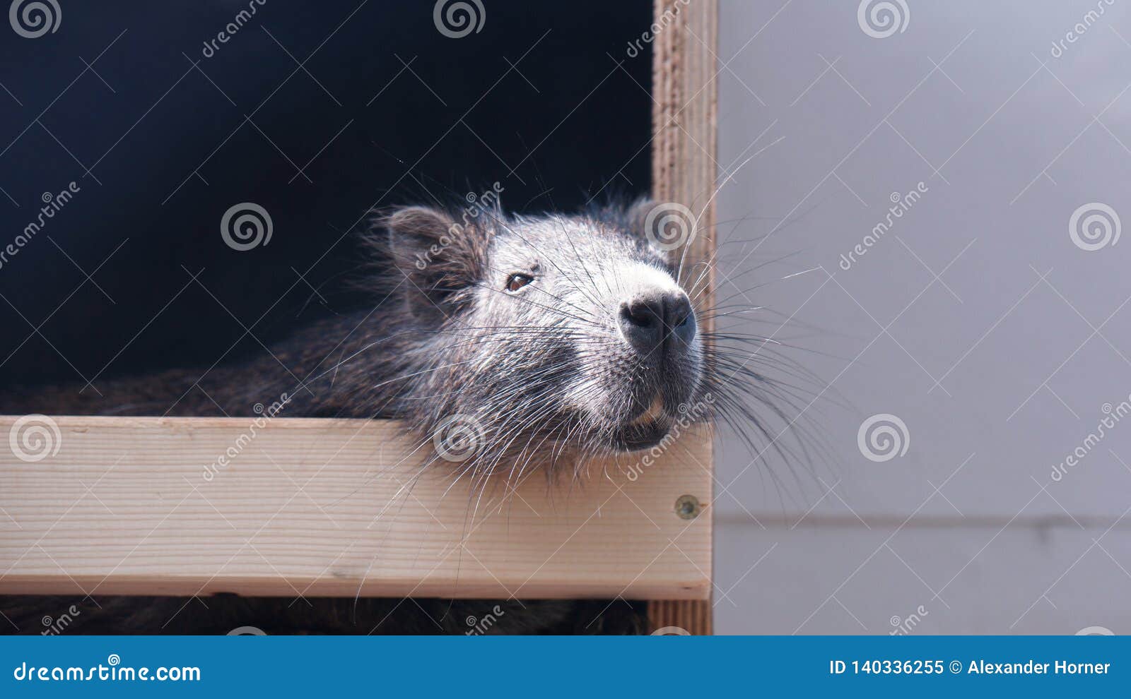 Nutria River Rat Chilling in Hut Stock Image - Image of outdoor, beaver ...