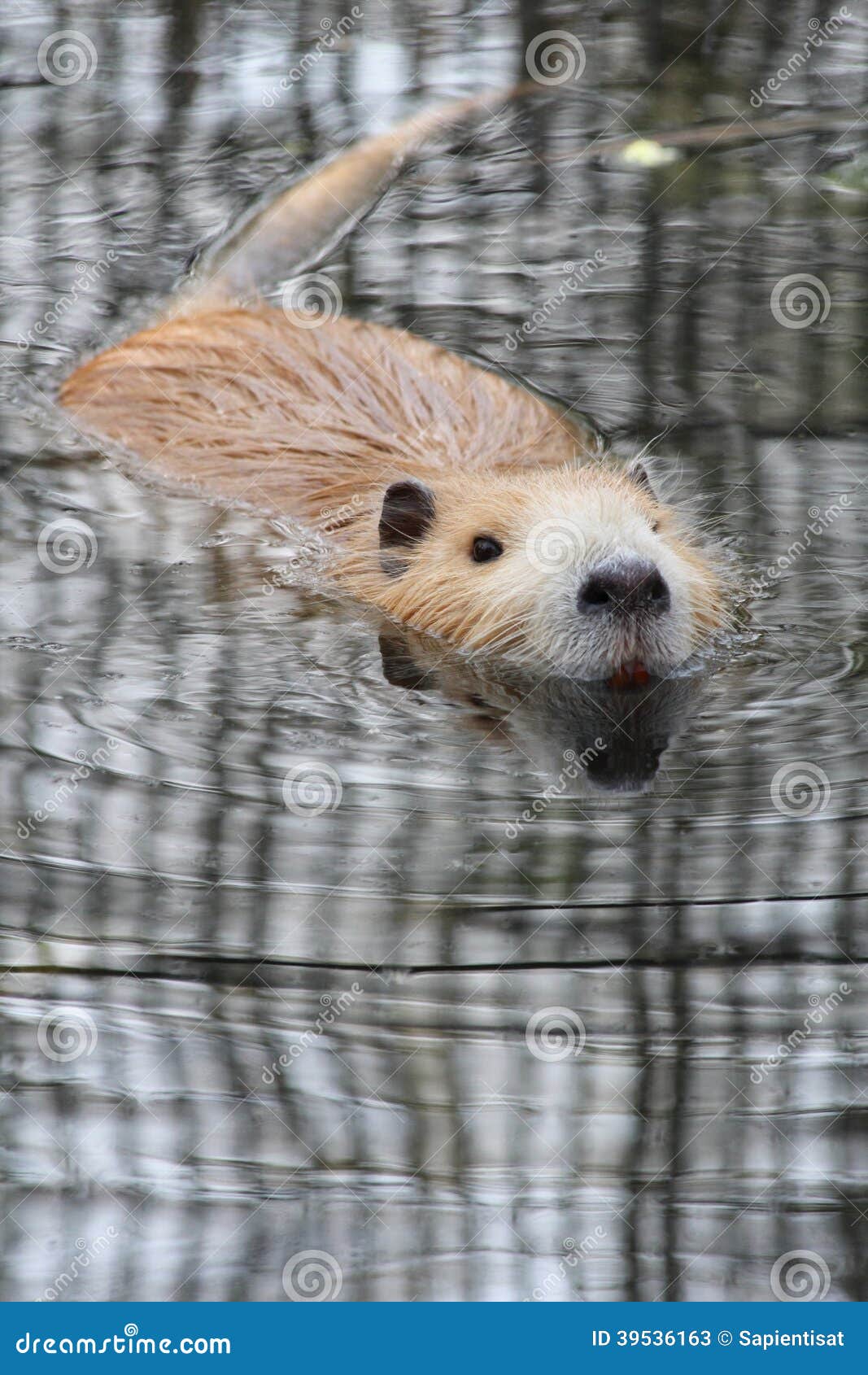 Nutria or river rat stock image. Image of beverrat, luxury - 39536163