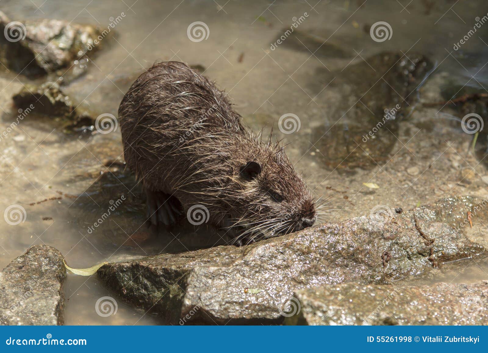 Nutria on the shore stock photo. Image of hide, water - 55261998