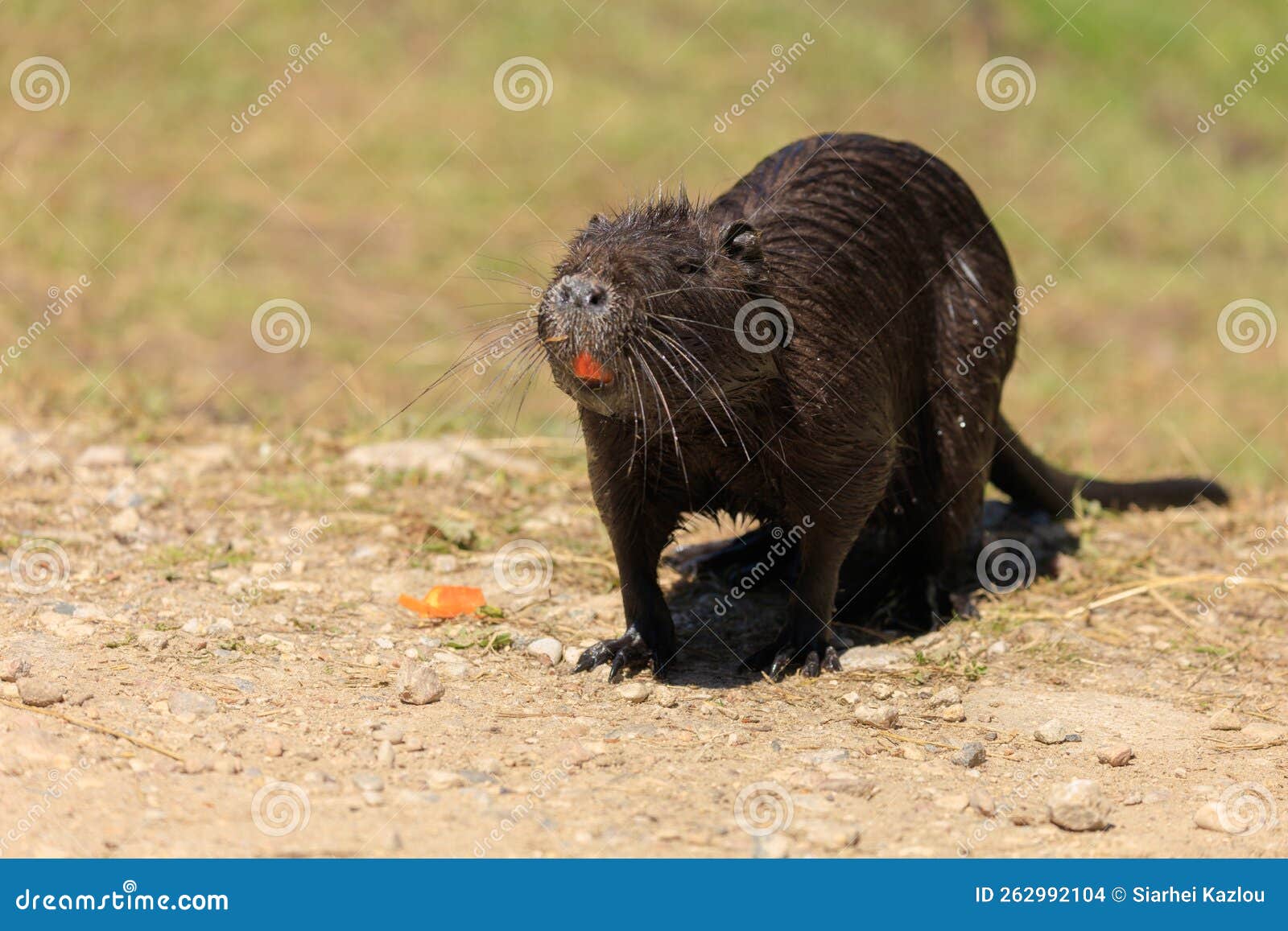 Nutria on the Shore and in the Water Stock Photo - Image of bank ...
