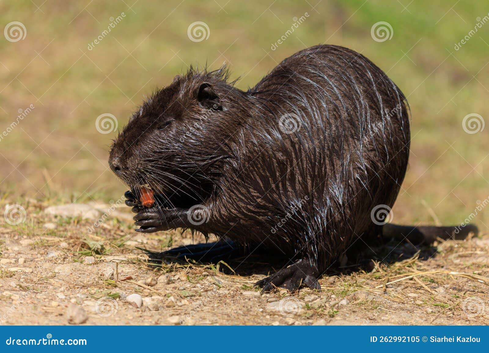 Nutria on the Shore and in the Water Stock Image - Image of natural ...