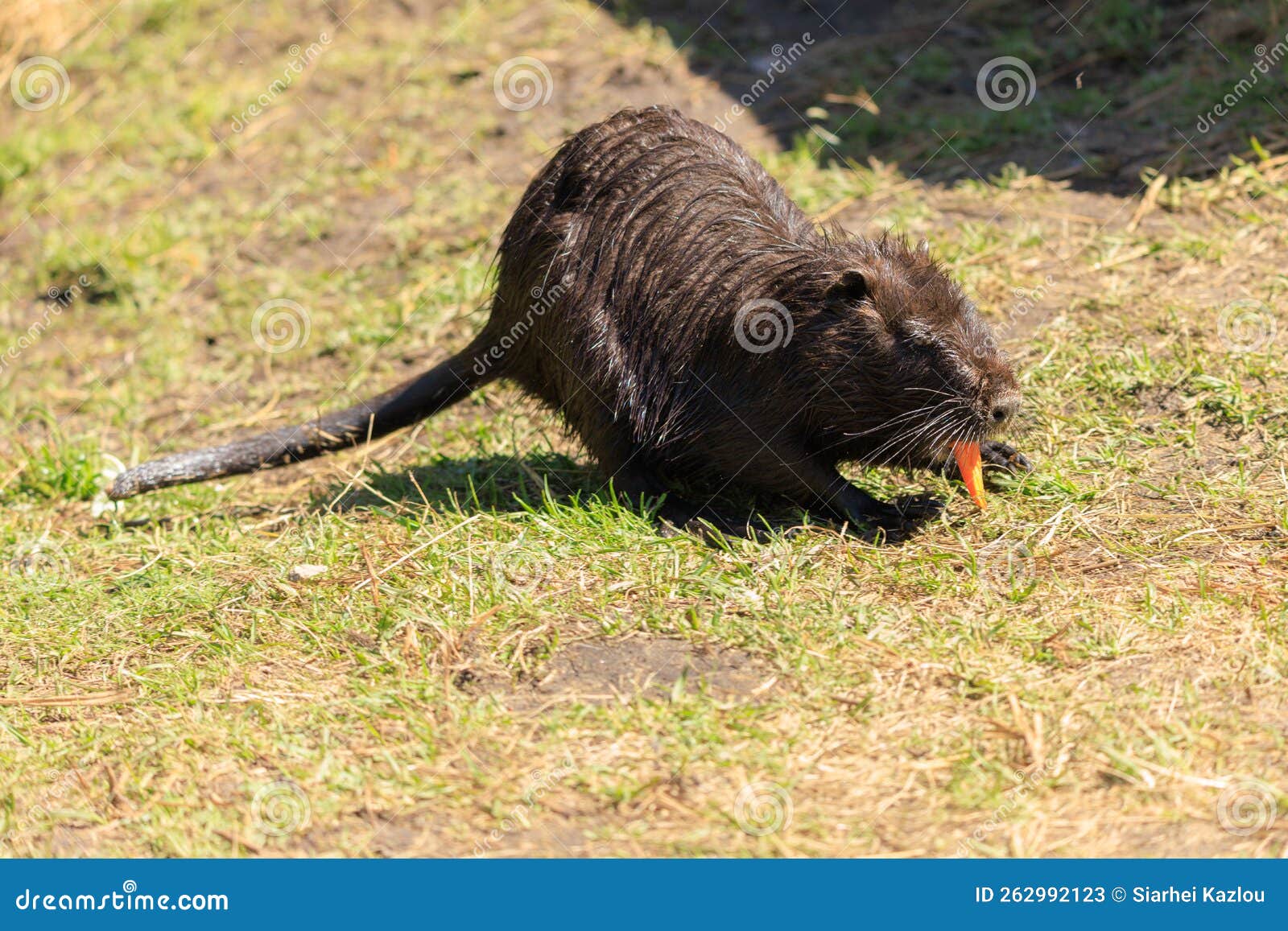 Nutria on the Shore and in the Water Stock Image - Image of coypus ...