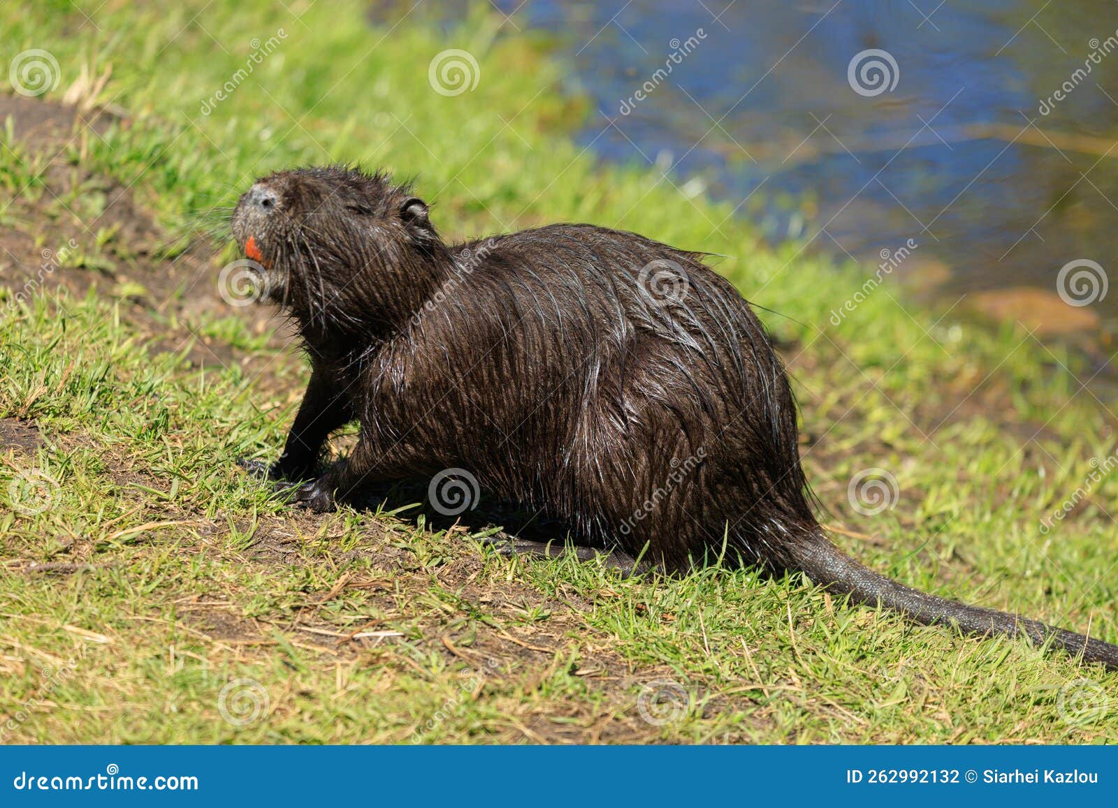 Nutria on the Shore and in the Water Stock Photo - Image of nature ...