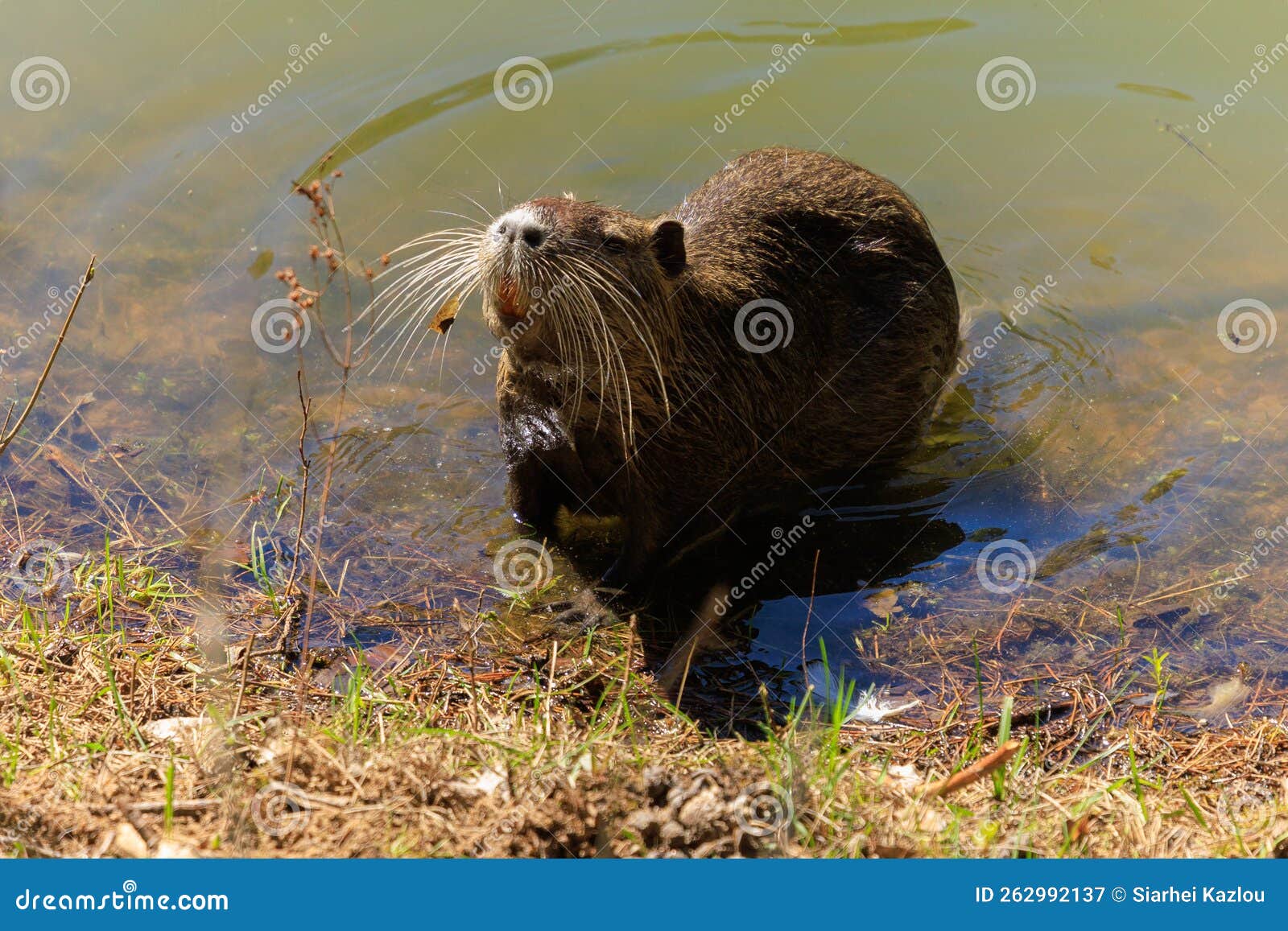 Nutria on the Shore and in the Water Stock Image - Image of food ...