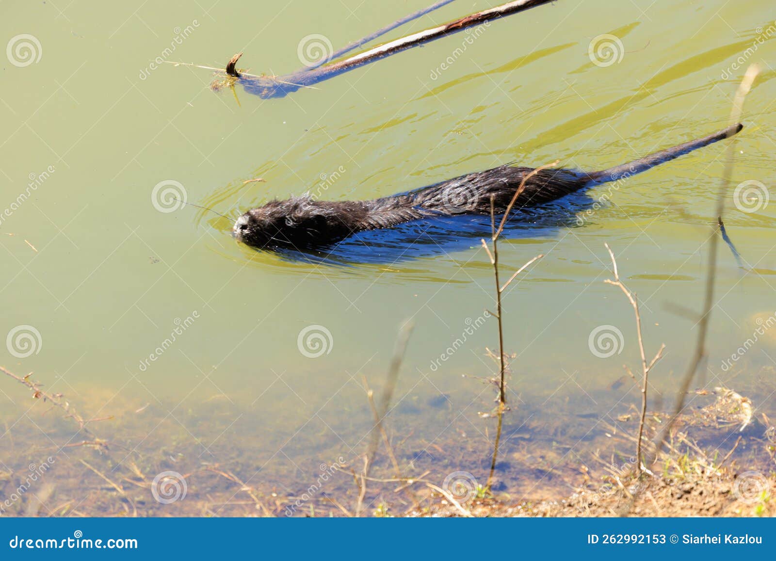 Nutria on the Shore and in the Water Stock Image - Image of nutria ...