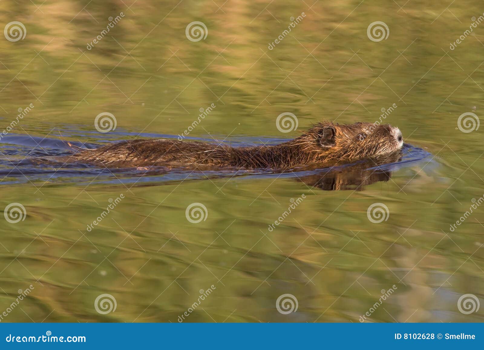 Nutria Swimming In River Stock Photography | CartoonDealer.com #147025724