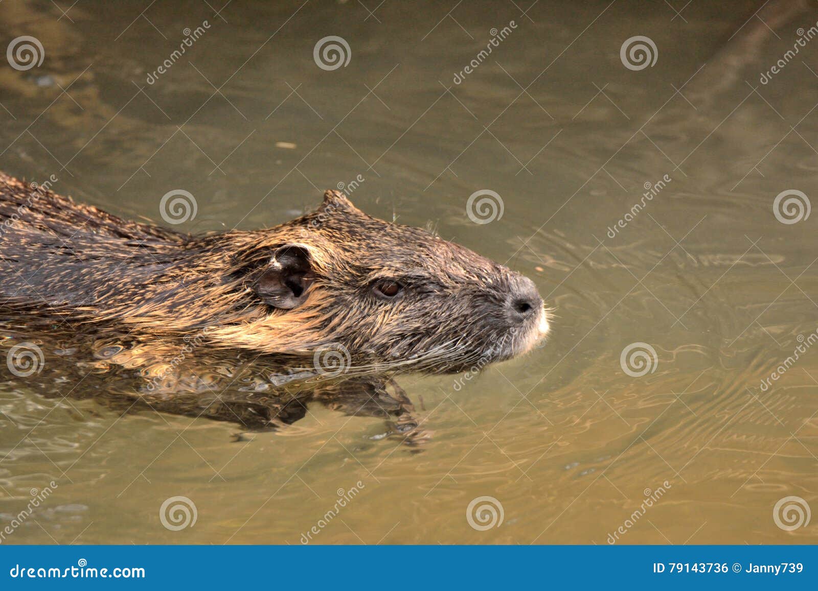 Nutria Swimming In River Stock Photography | CartoonDealer.com #147025484