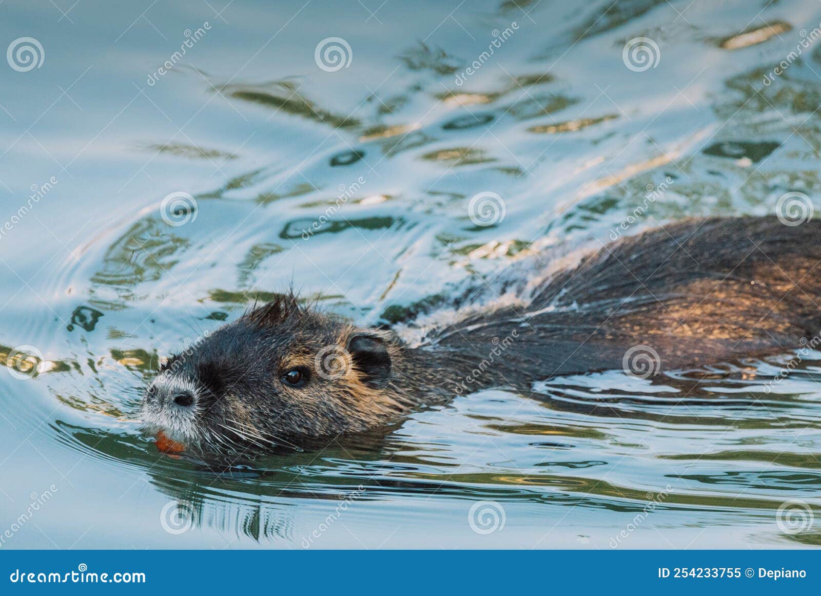 Nutria Swimming In River Stock Photography | CartoonDealer.com #147025724