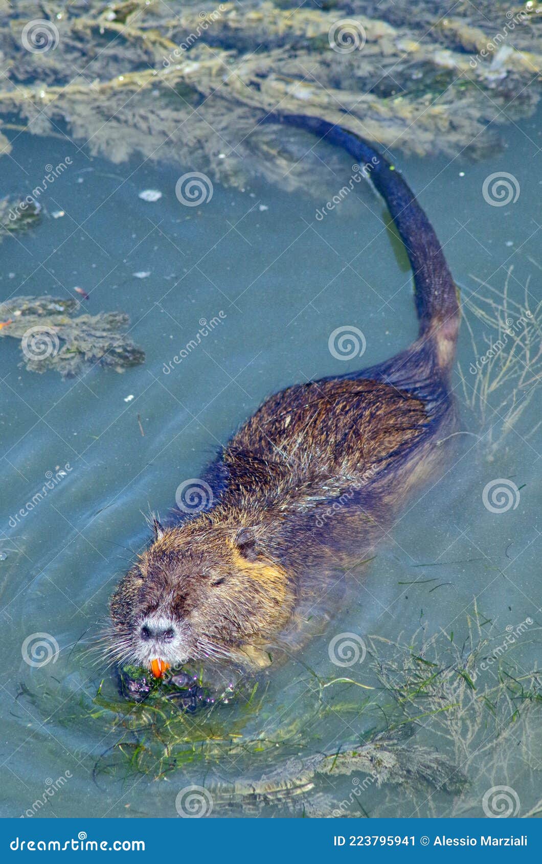 Nutria Swimming in the River Stock Image - Image of tail, hamster ...