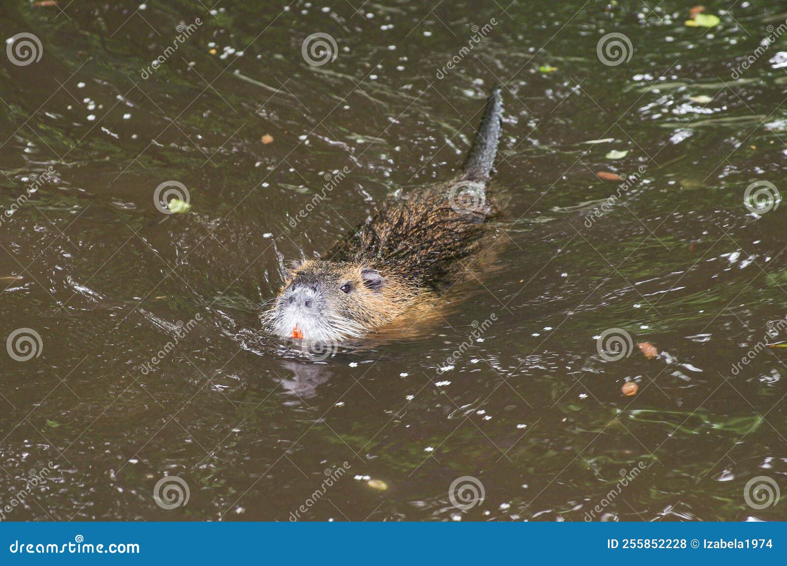 Nutria Swimming in the Water Stock Photo - Image of pollution, anutria ...