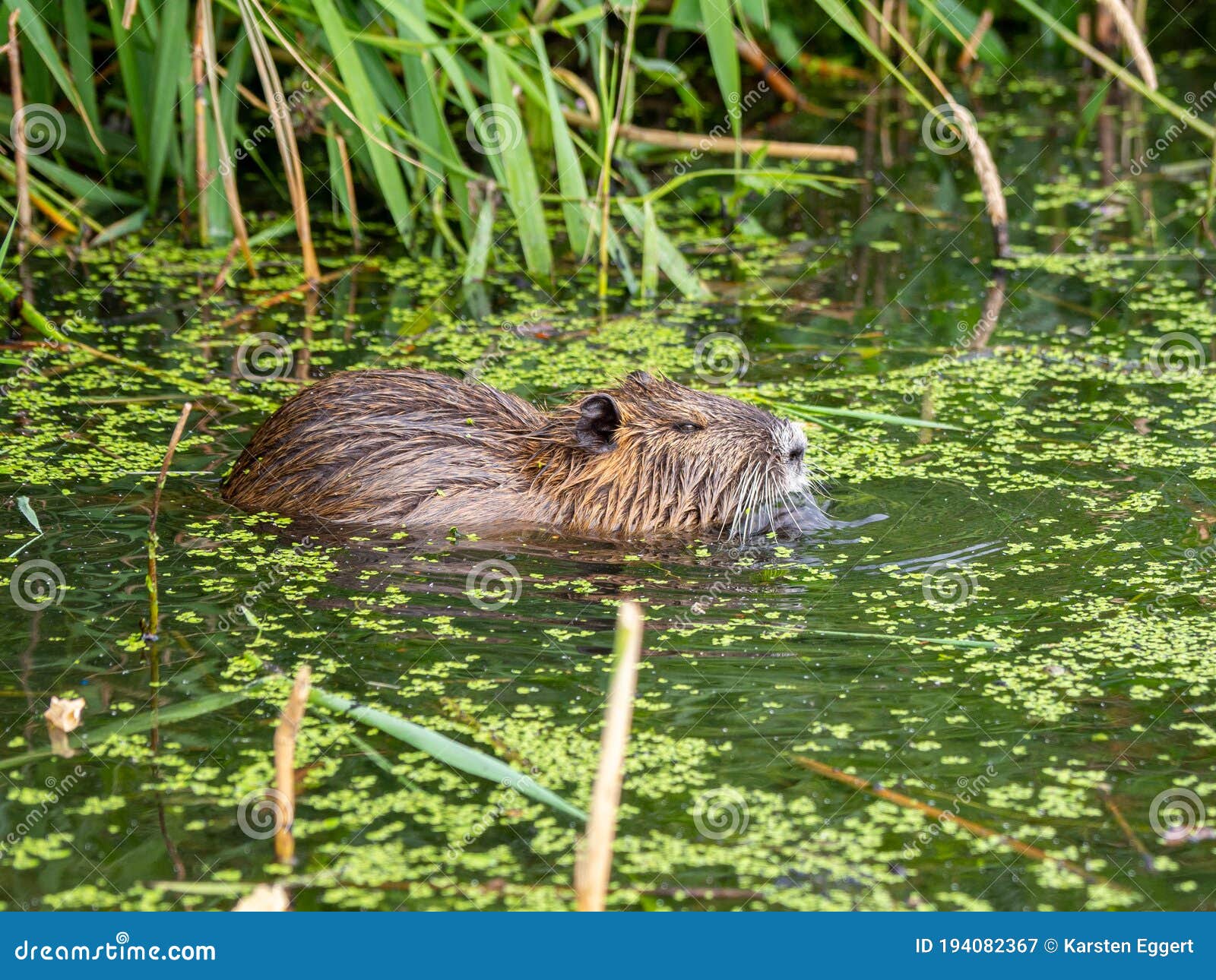 Nutria Swims through a Lake in Search of Food Stock Image - Image of ...