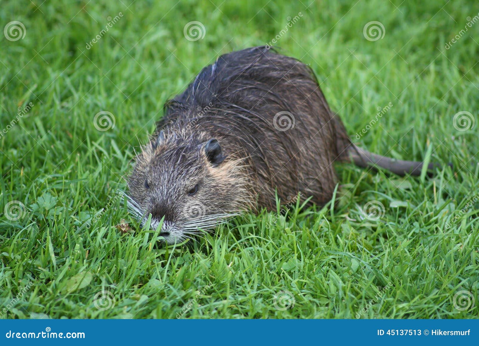 Nutria stock image. Image of wetlands, south, swamp, rodent - 45137513