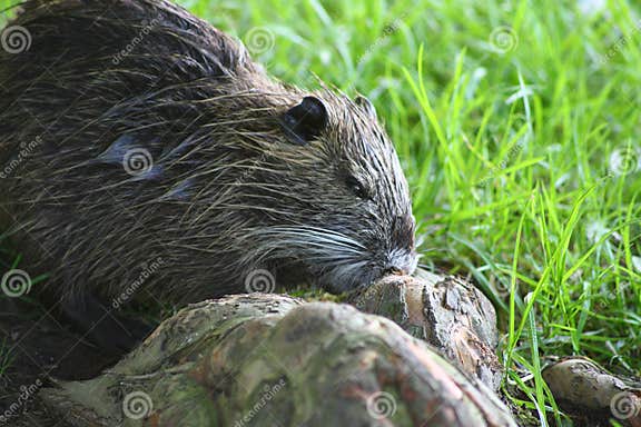 Nutria, tail beaver stock image. Image of porcupine, swamp - 45137553