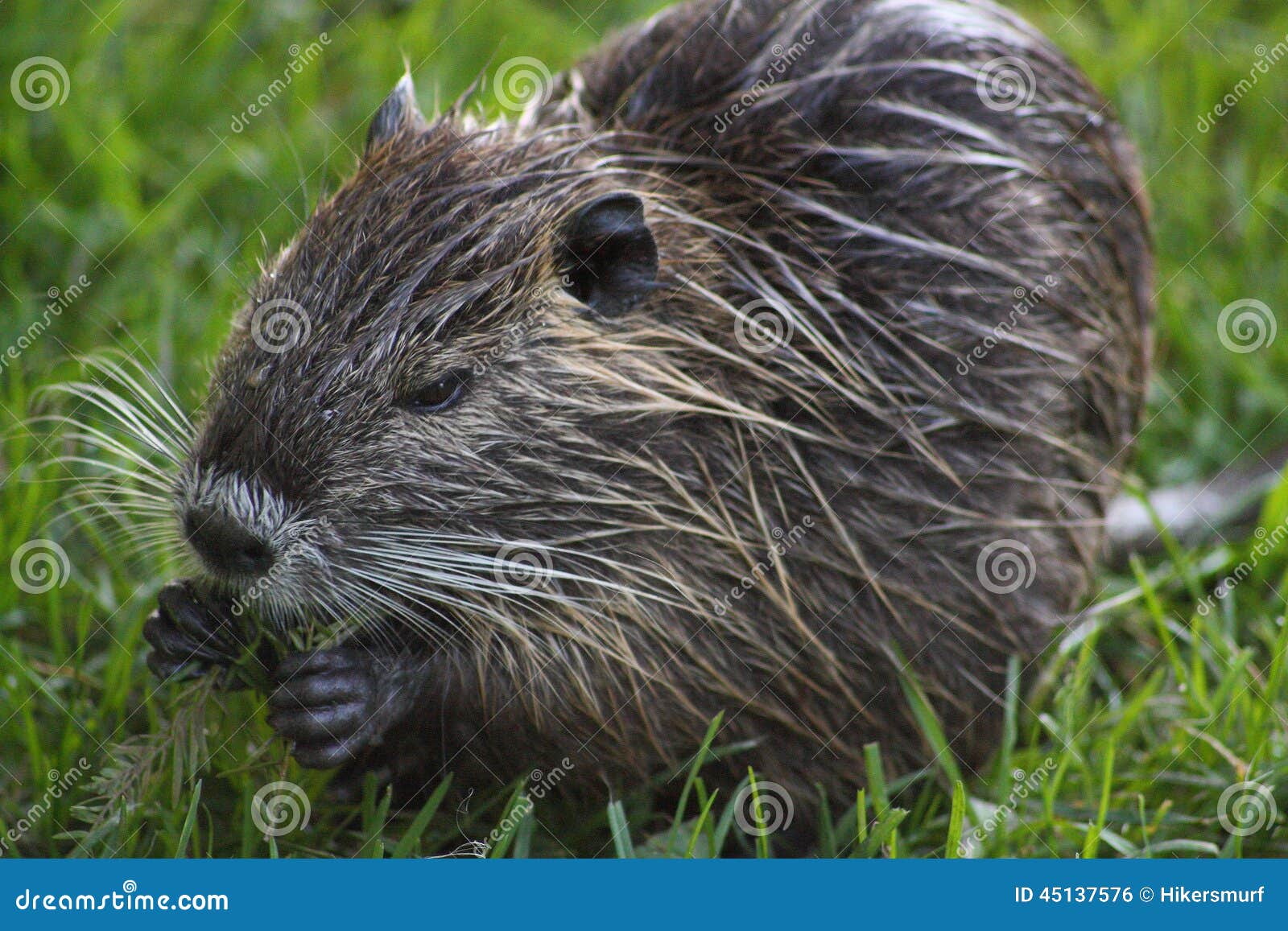 Nutria stock photo. Image of nutria, america, central - 45137576