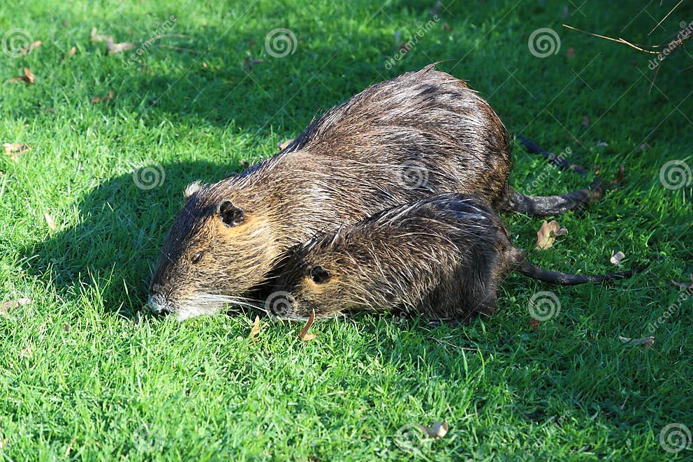 Nutria stock photo. Image of hide, swamp, water, wetlands - 45137590