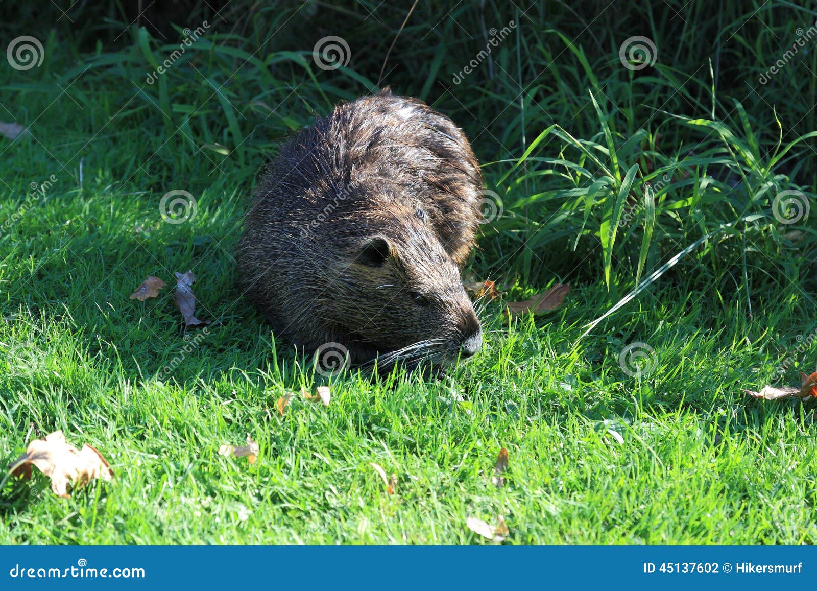Nutria stock photo. Image of beaver, marsh, south, hide - 45137602