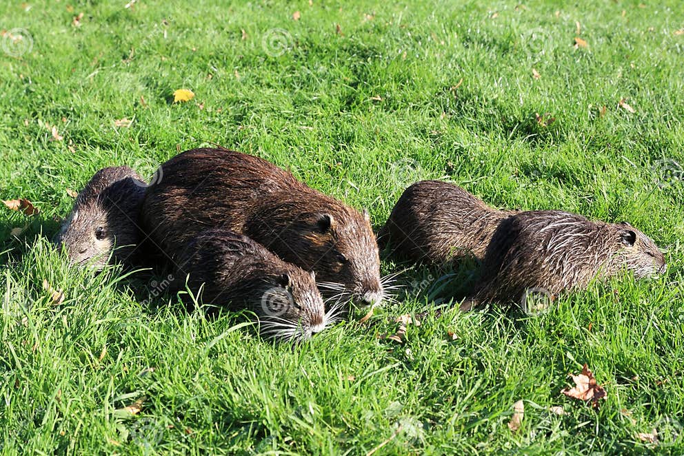 Nutria stock image. Image of central, swamp, hide, nutria - 45137623