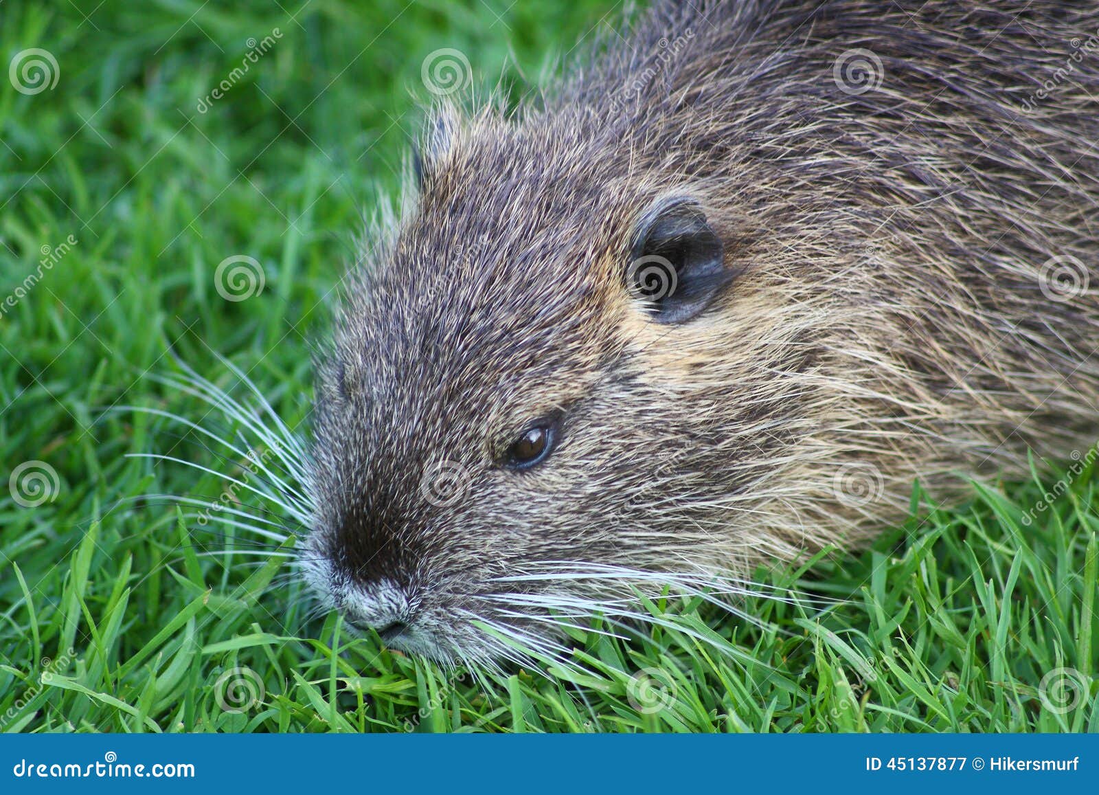 Nutria stock image. Image of america, tail, hide, beaver - 45137877