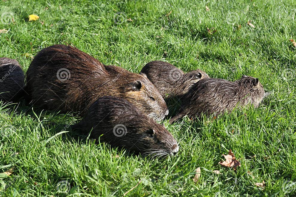 Nutria stock photo. Image of water, swamp, beaver, america - 45137926