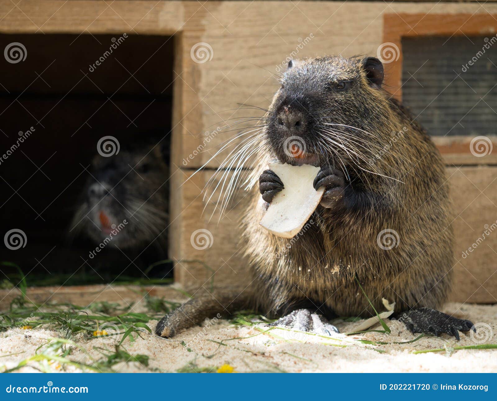 Nutria Tier in Einem Betrieb Stockfoto - Bild von bauernhof, biber ...