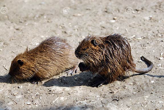 Nutria stock photo. Image of holding, mammal, standing - 35349238