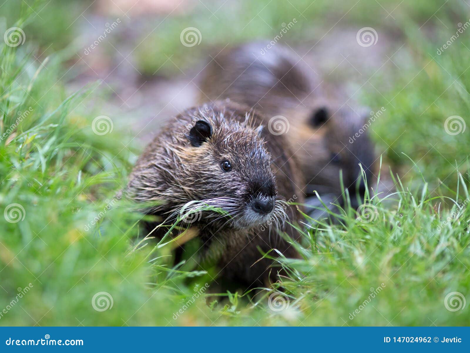 Nutria walking on grass stock photo. Image of nutria - 147024962