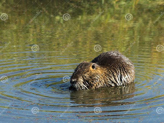 Nutria in Western Washington Stock Image - Image of animal, single ...