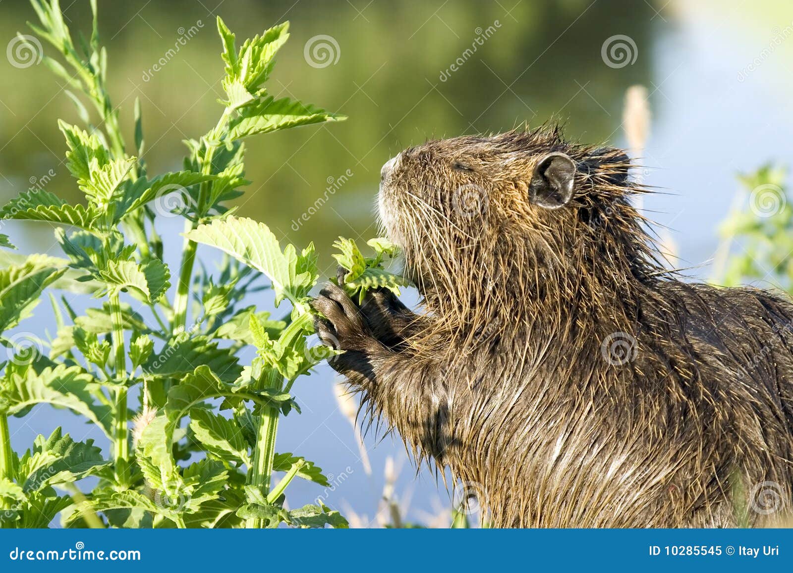Nutria in the wild stock image. Image of myocastor, teeth - 10285545