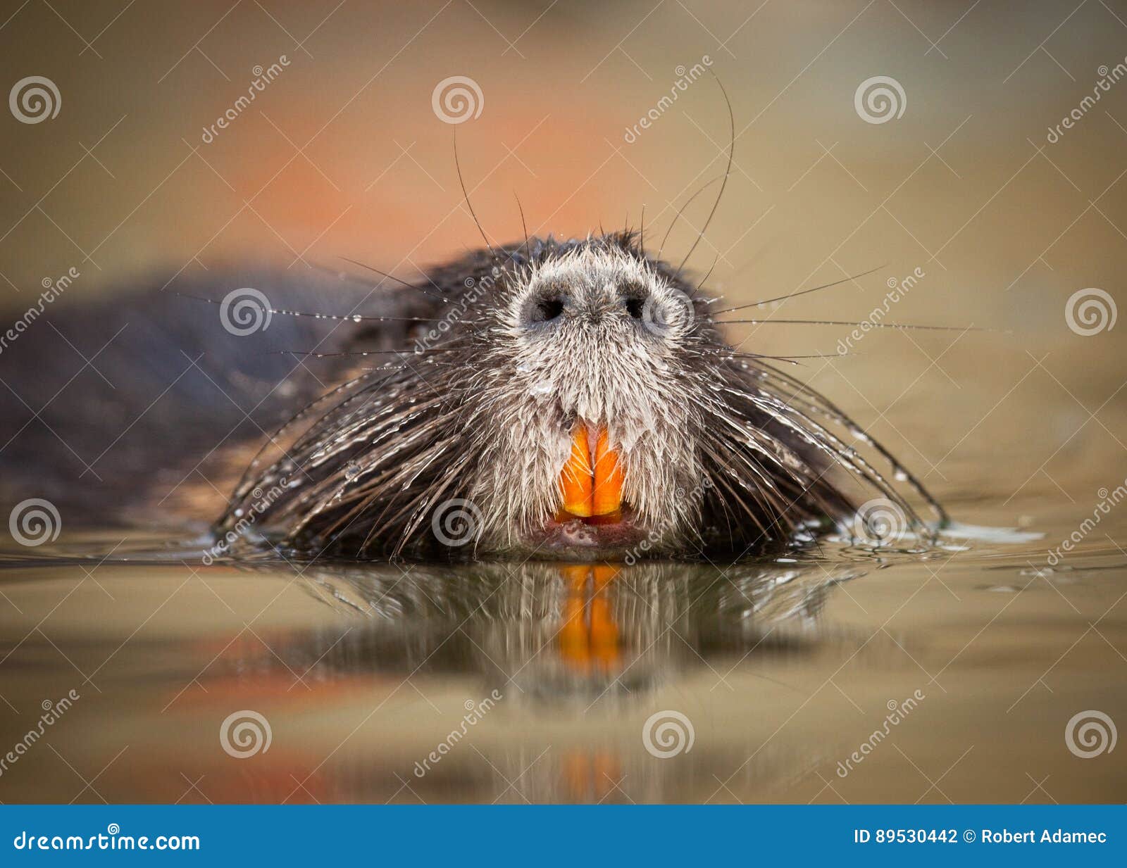 Nutria stock photo. Image of eating, canadian, hands - 89530442