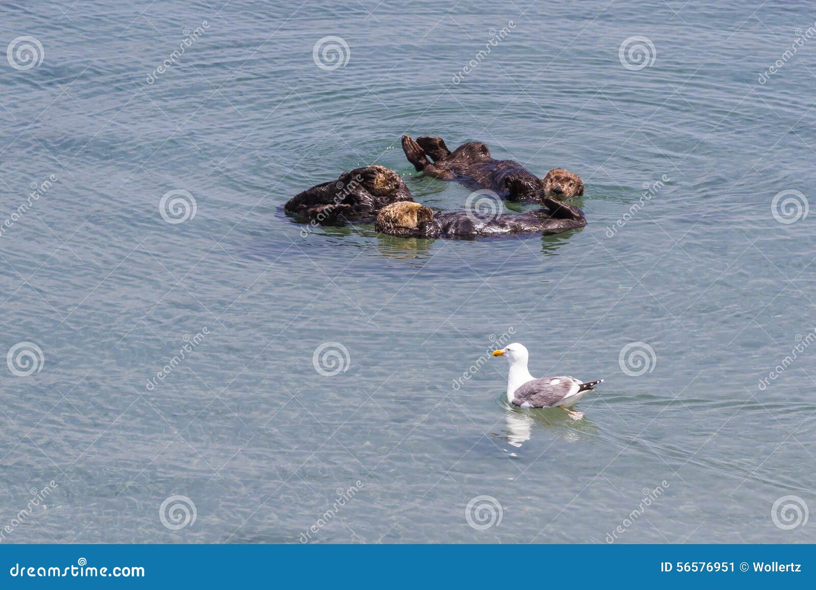 Nutrias De Mar - Lutris Del Enhydra Imagen de archivo - Imagen de ...