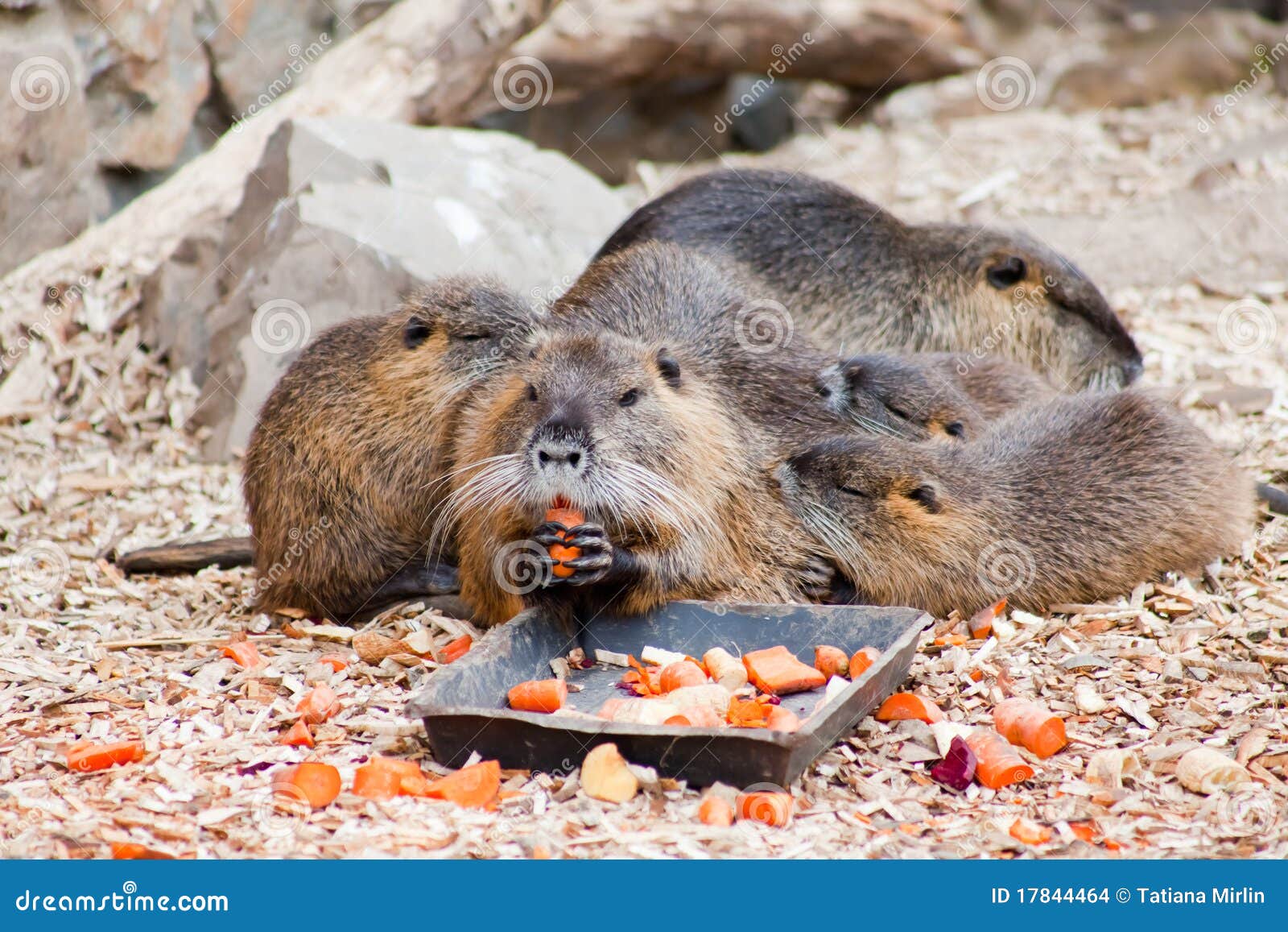 Nutrie zdjęcie stock. Obraz złożonej z park, nutrias - 17844464