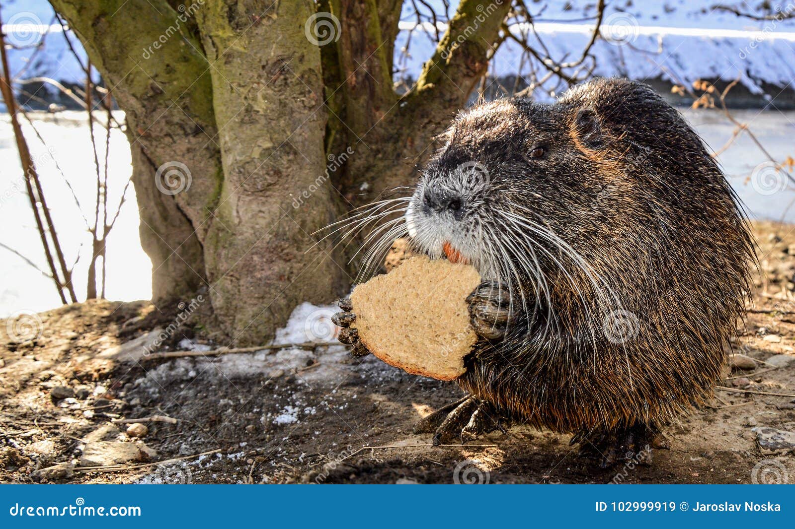 Nutria in nature stock image. Image of europe, aquatic - 102999919