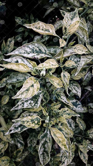 Nutrient Deficiency Chilli Leaf Stock Photo - Image of nutrient ...
