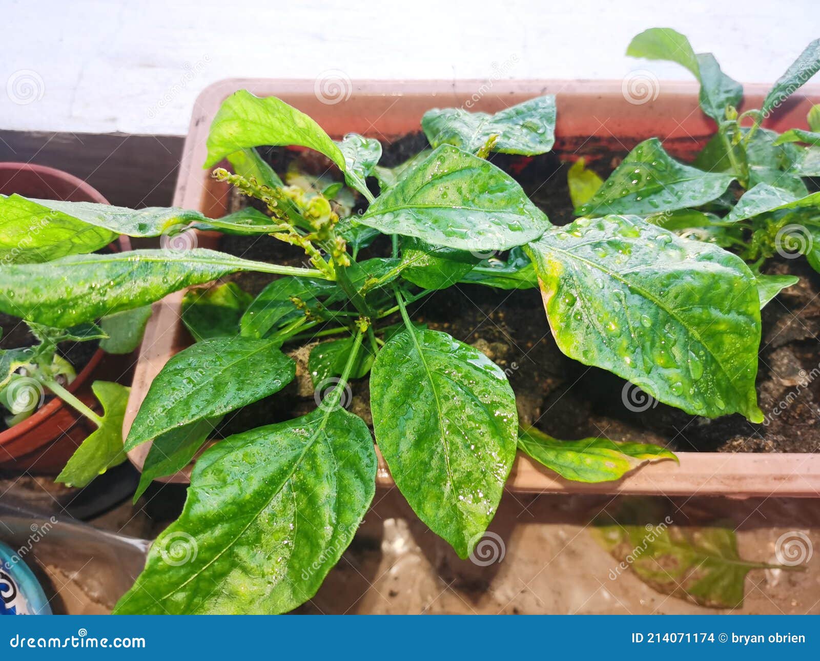 Nutrient Deficiency in Chilli Tree Shows Symptom from the Leaves Stock ...