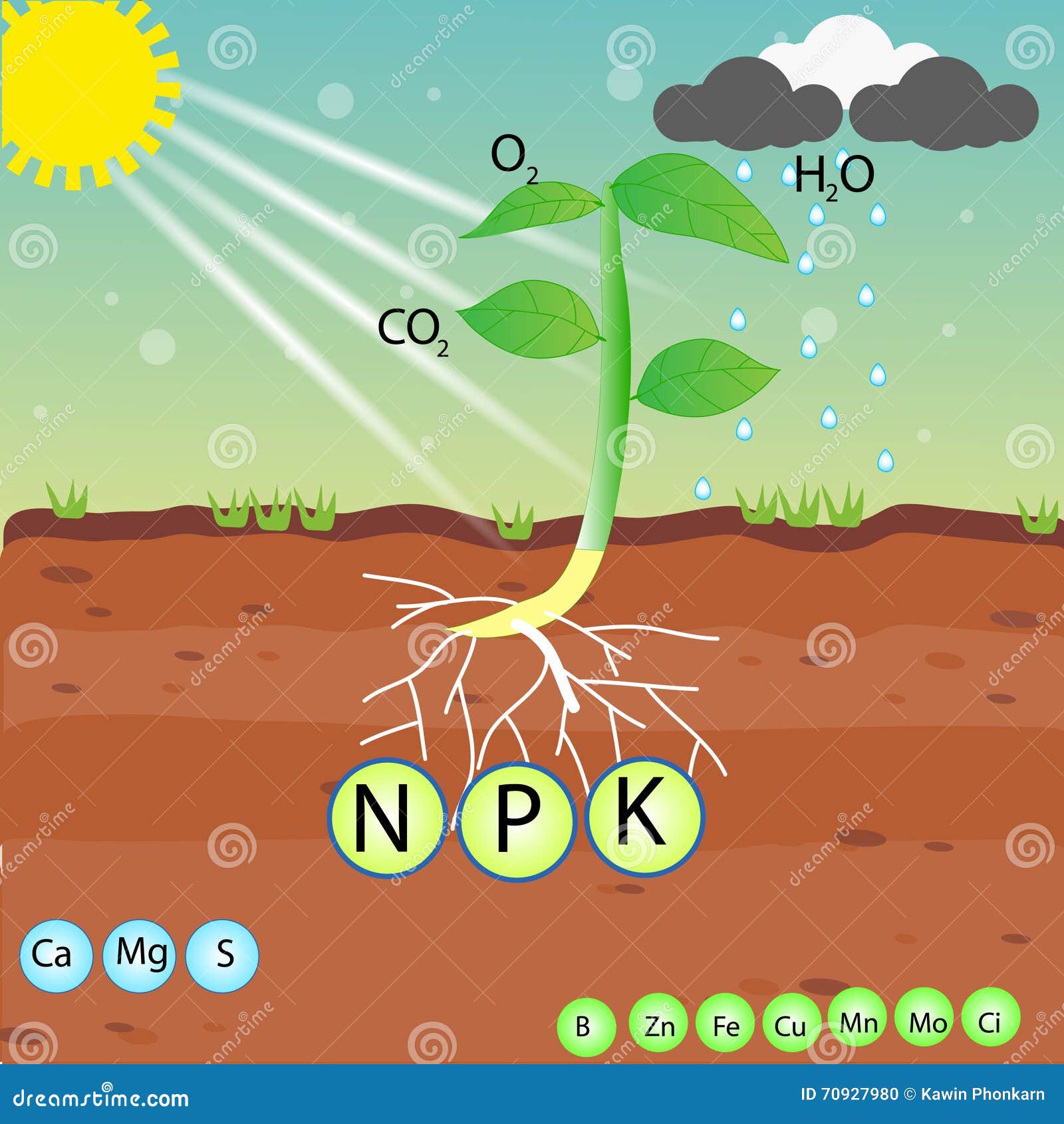 Plant Nutrient Macro And Micro, Main Needs Unsure Of Plants Cartoon ...