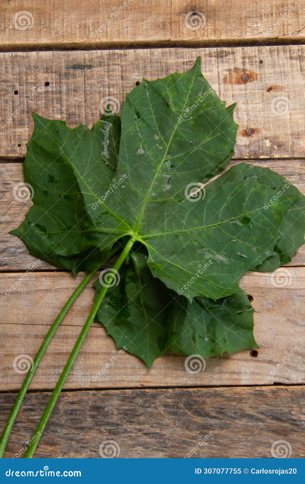 Nutrient-rich Chaya Leaves: Culinary Versatility Stock Image - Image of ...
