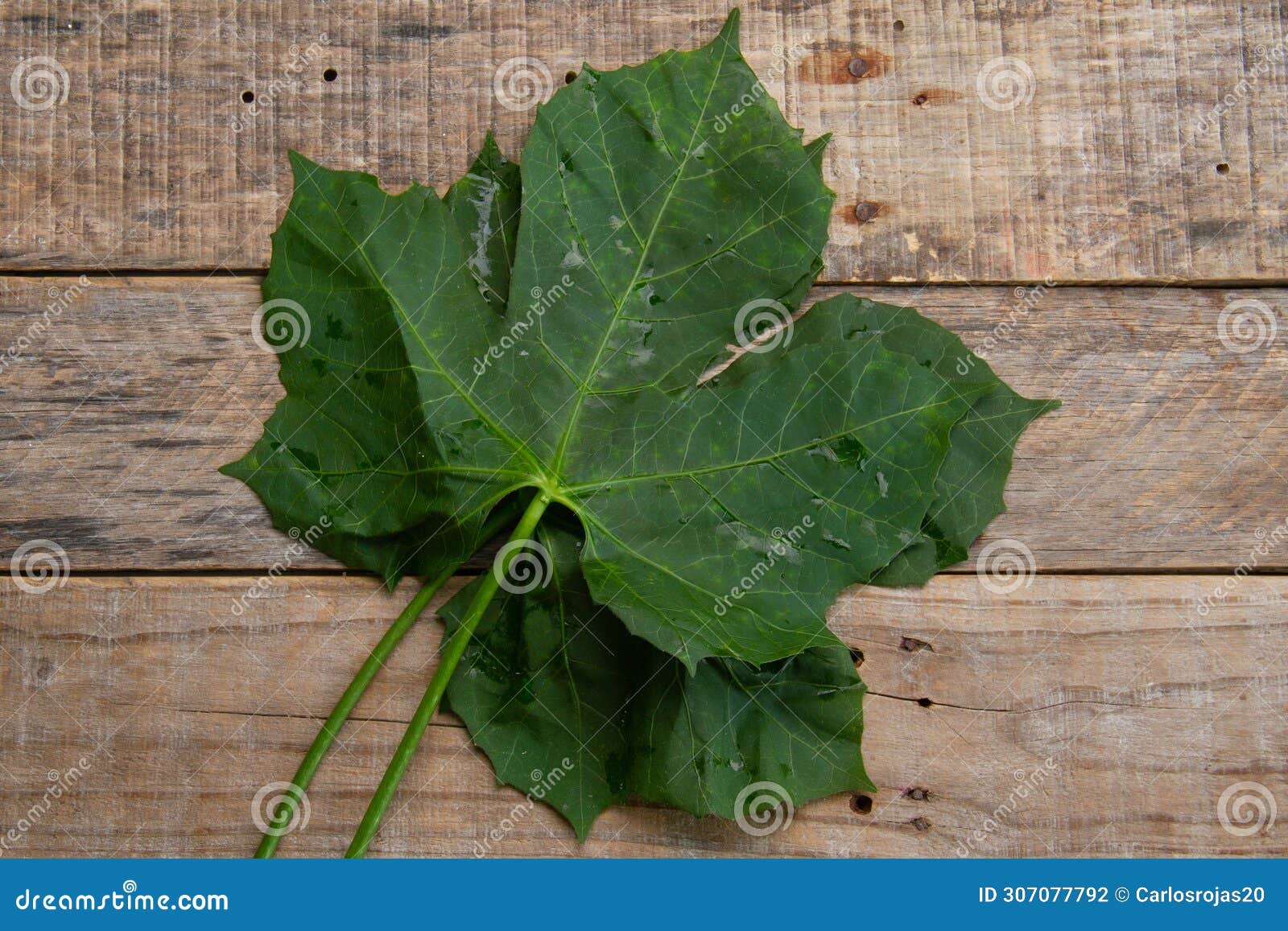 Nutrient-rich Chaya Leaves: Culinary Versatility Stock Photo - Image of ...