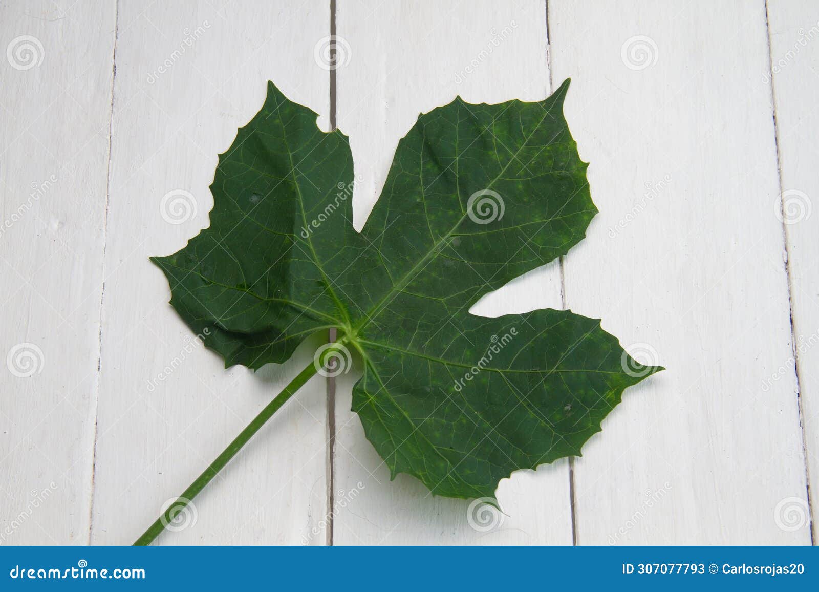 Nutrient-rich Chaya Leaves: Culinary Versatility Stock Image - Image of ...