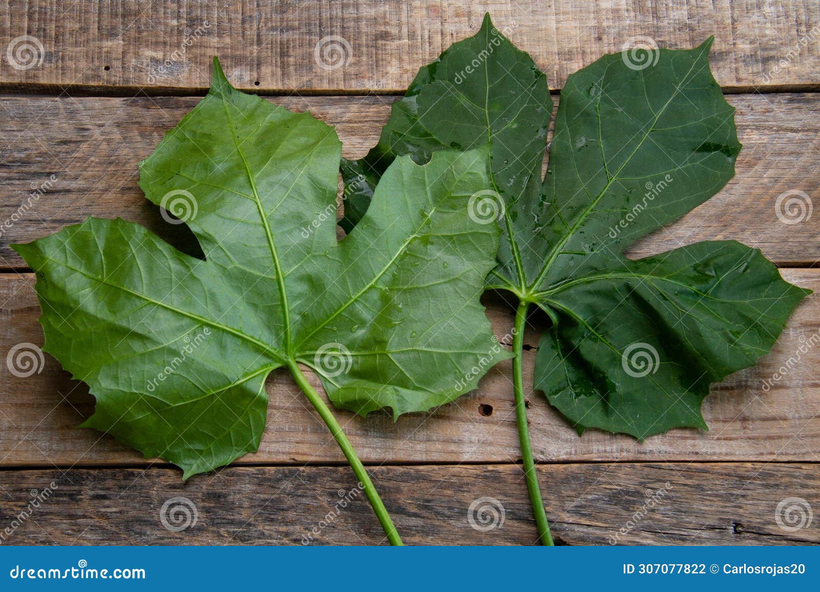 Nutrient-rich Chaya Leaves: Culinary Versatility Stock Photo - Image of ...