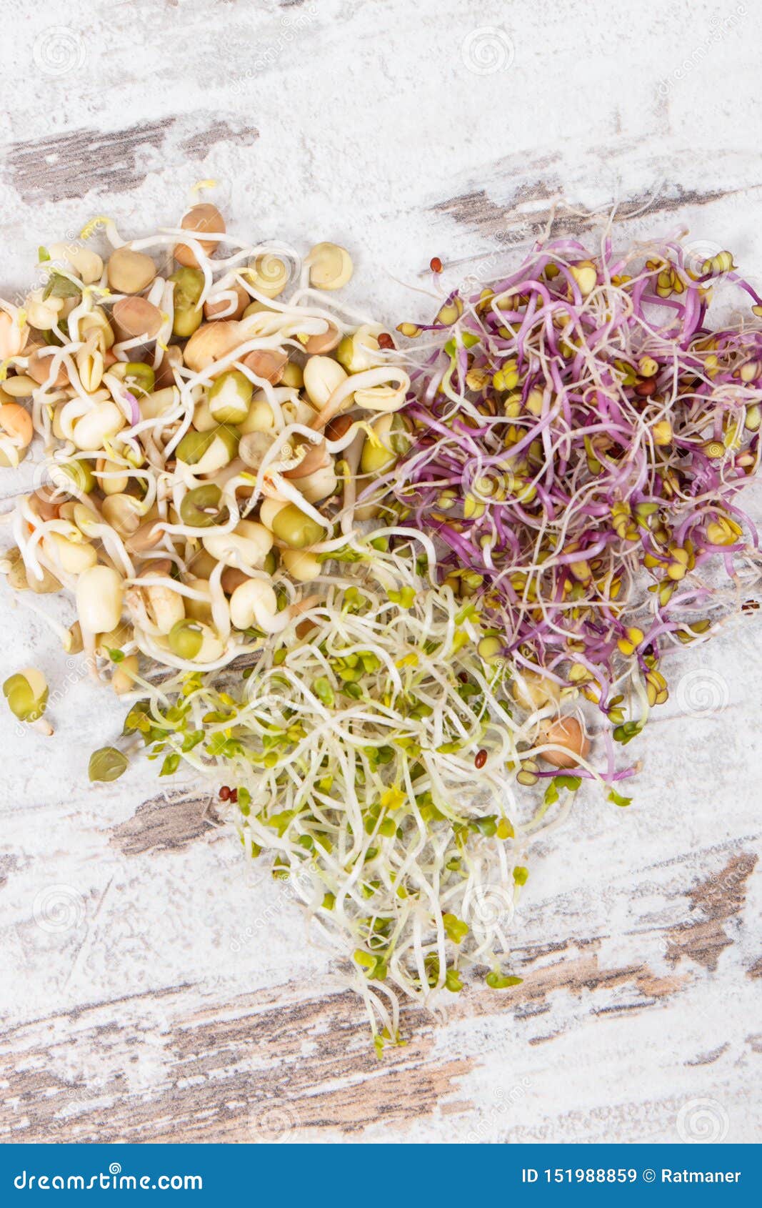 Nutritious Different Sprouts As Source Vitamins and Minerals. Healthy ...