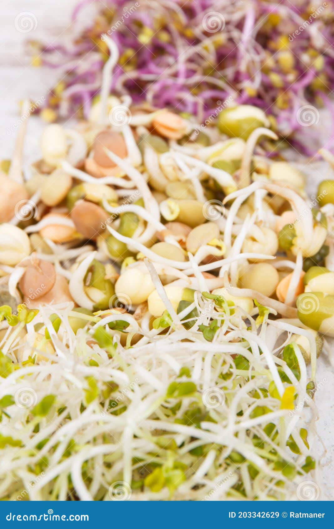 Nutritious Different Sprouts As Source Vitamins and Minerals. Healthy ...
