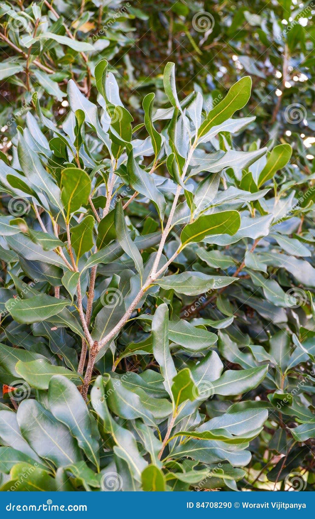 Nuts Baum Der Blatt-Macadamia Stockfoto - Bild von betrieb, frucht ...