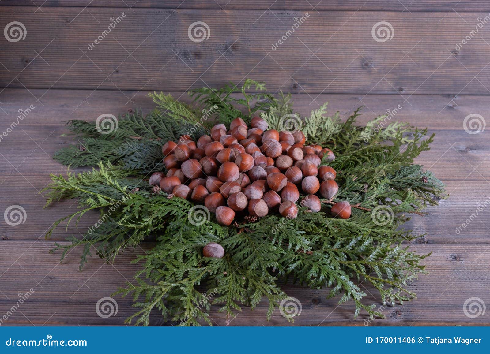 Nuts on the Boards and Branches of Spruce Stock Photo - Image of design ...