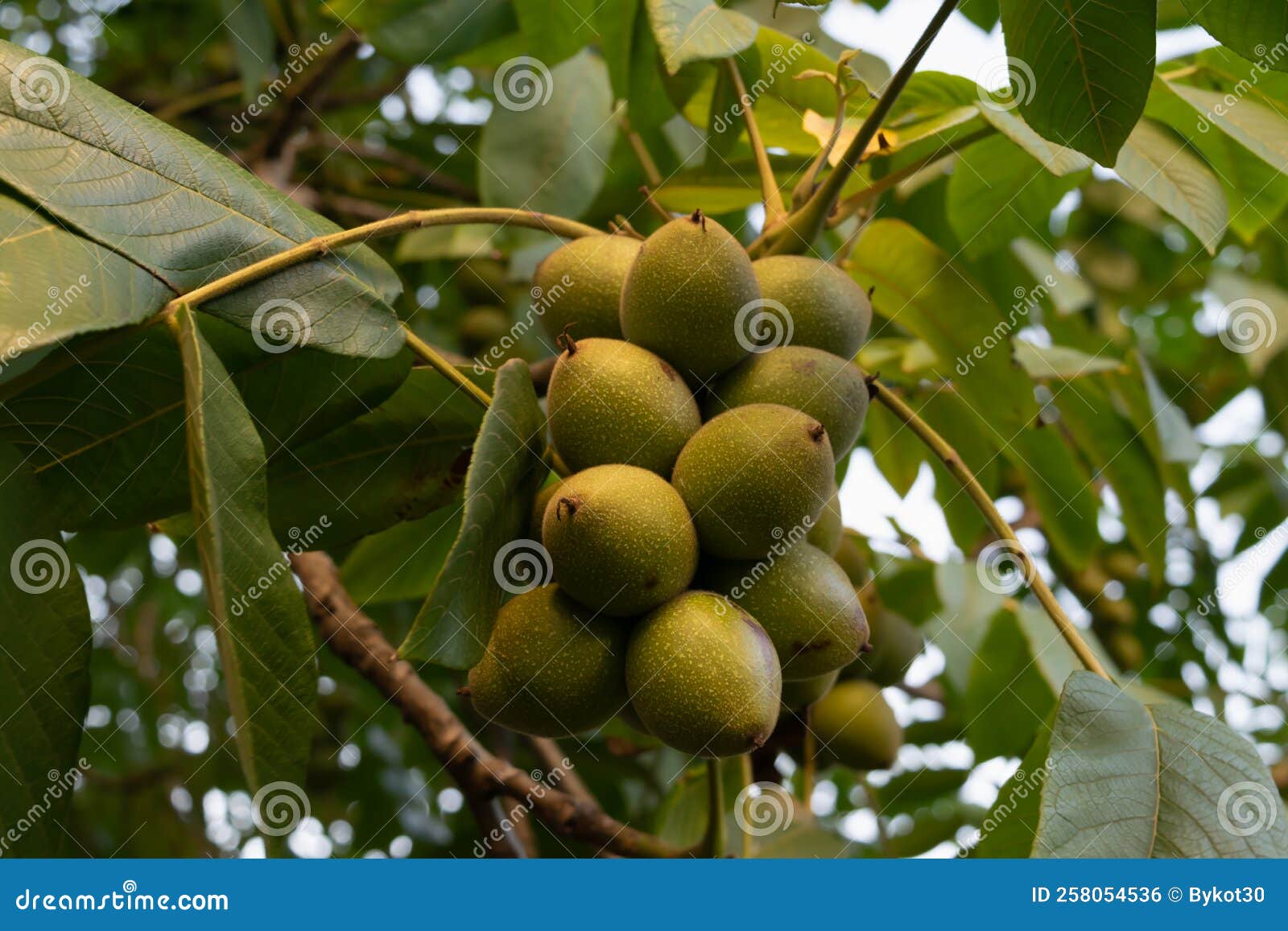 Green Nuts on a Branch in the Garden, Close-up. Stock Photo - Image of ...
