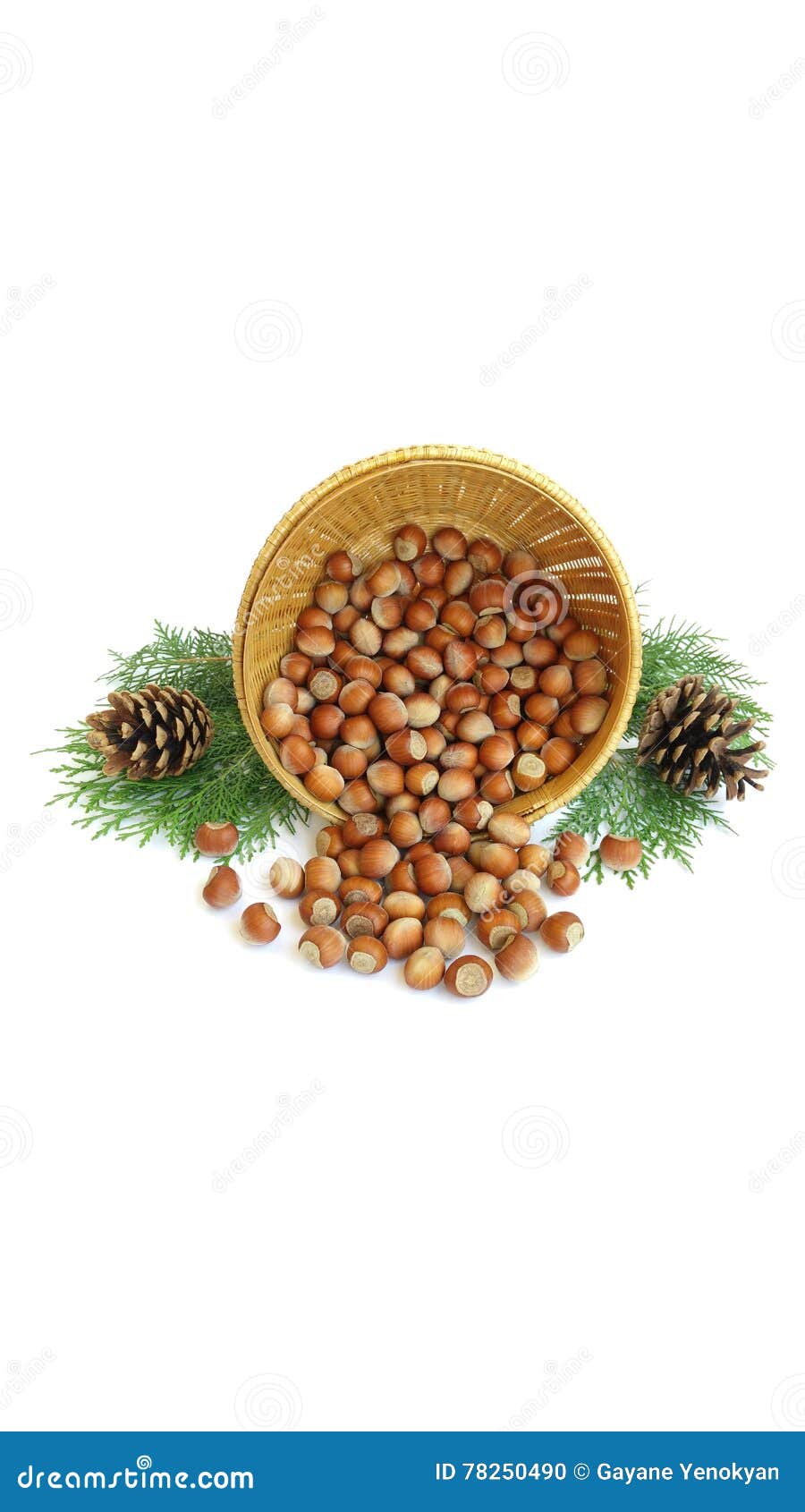 Nuts in a bucket stock photo. Image of white, farm, branch - 78250490