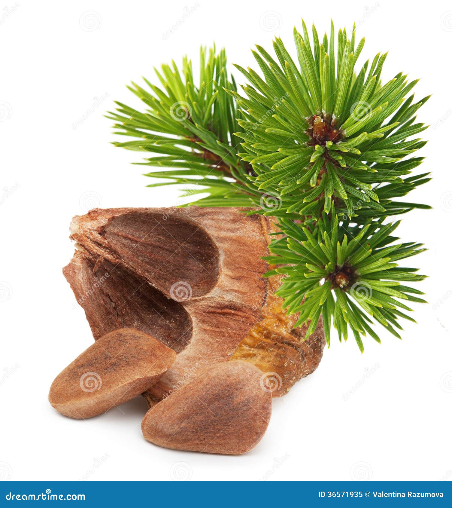 Nuts from cedar pine cone stock image. Image of pinaceous - 36571935