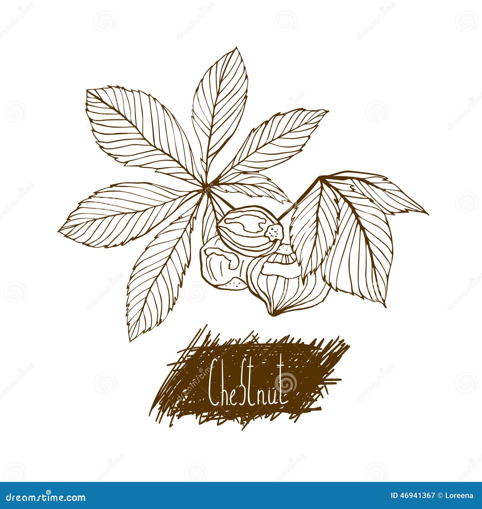Nuts. Chestnuts. Set of Hand Drawn Illustrations Stock Vector ...