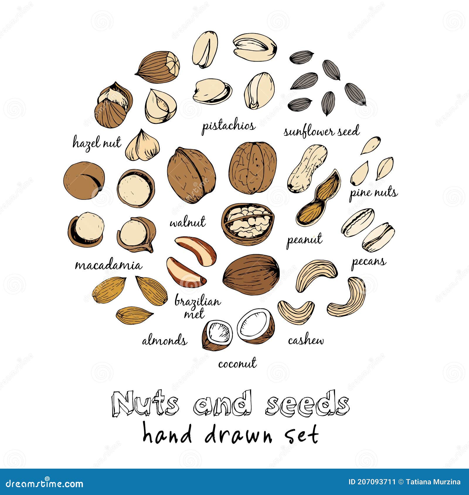 Nuts Collection Drawings. Sketches. Hand-drawing. Vector Illustration ...