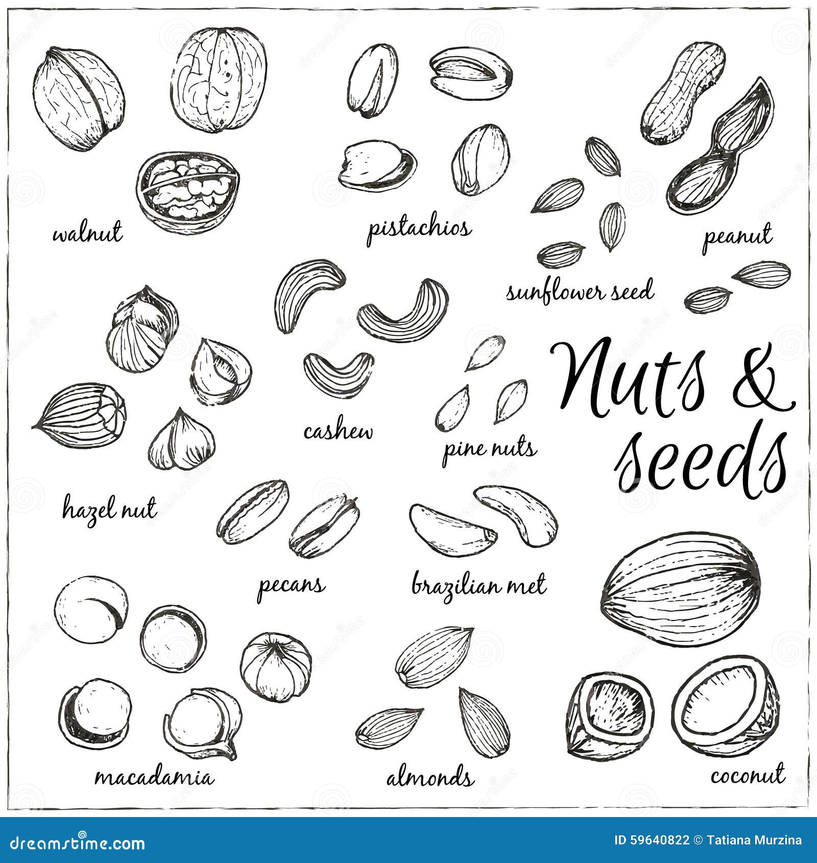 Nuts Collection Drawings. Sketches Stock Illustration - Illustration of ...